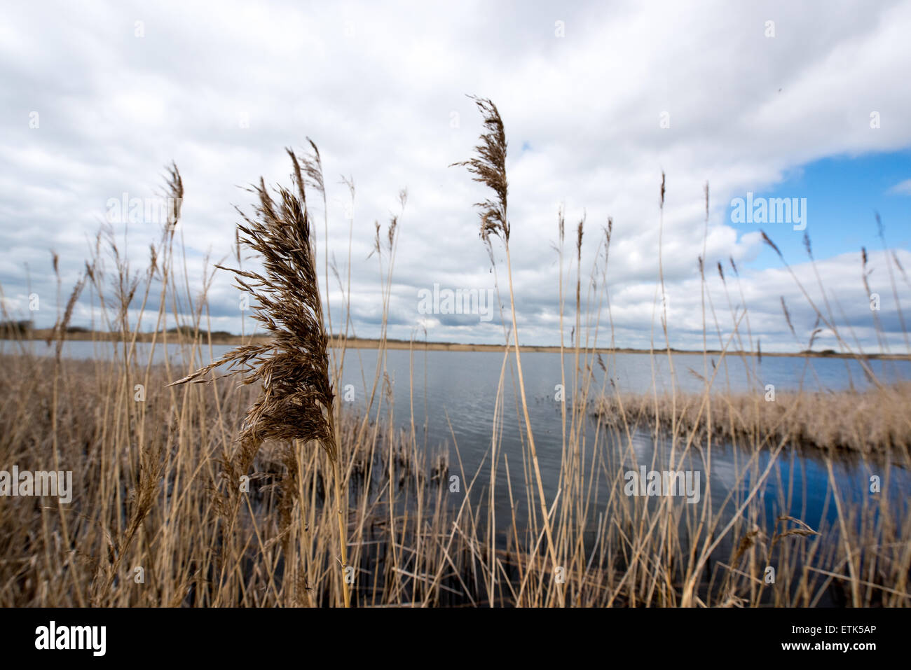 Bull rushes on pond hi-res stock photography and images - Alamy