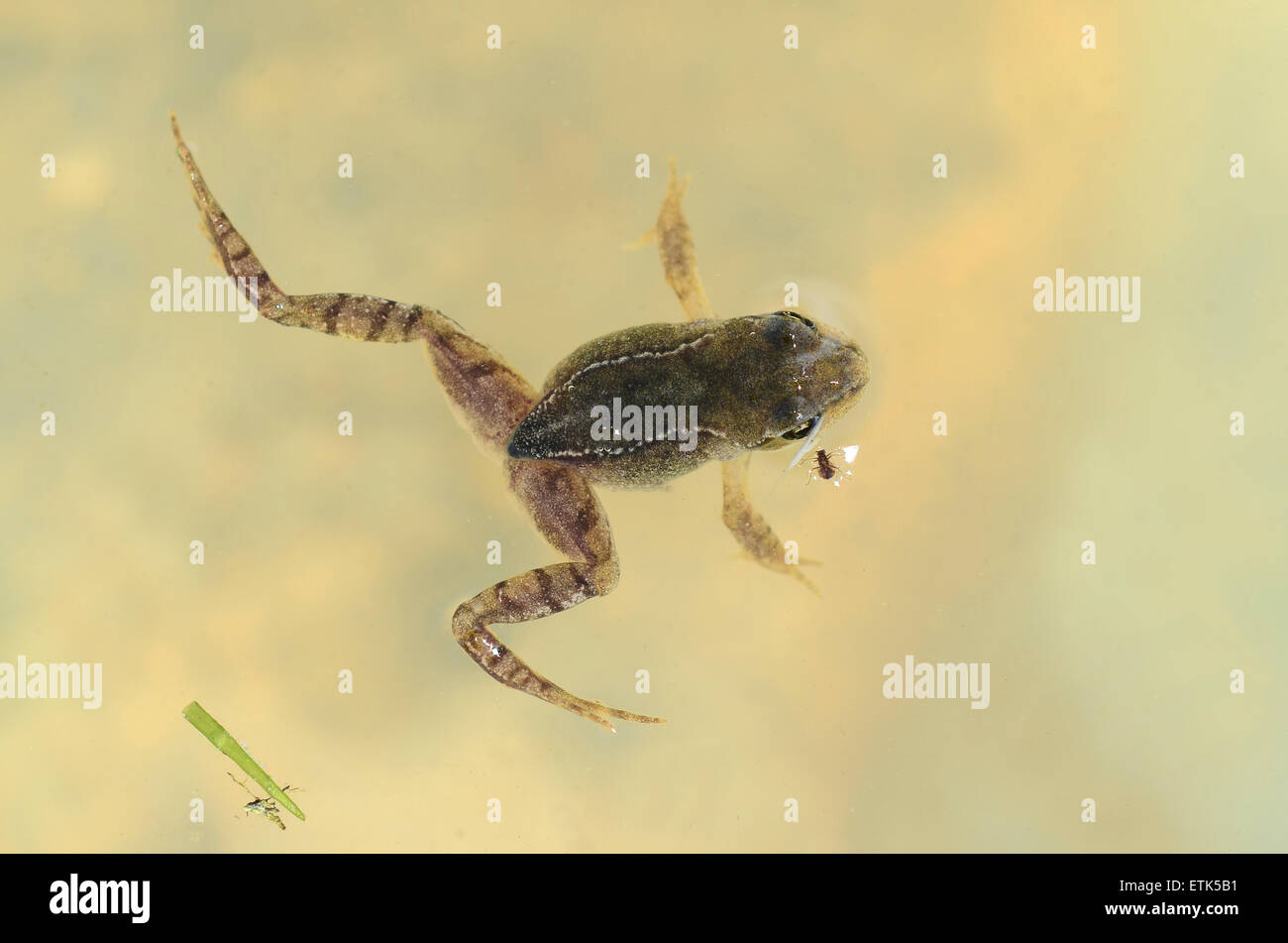 Froglet Swimming