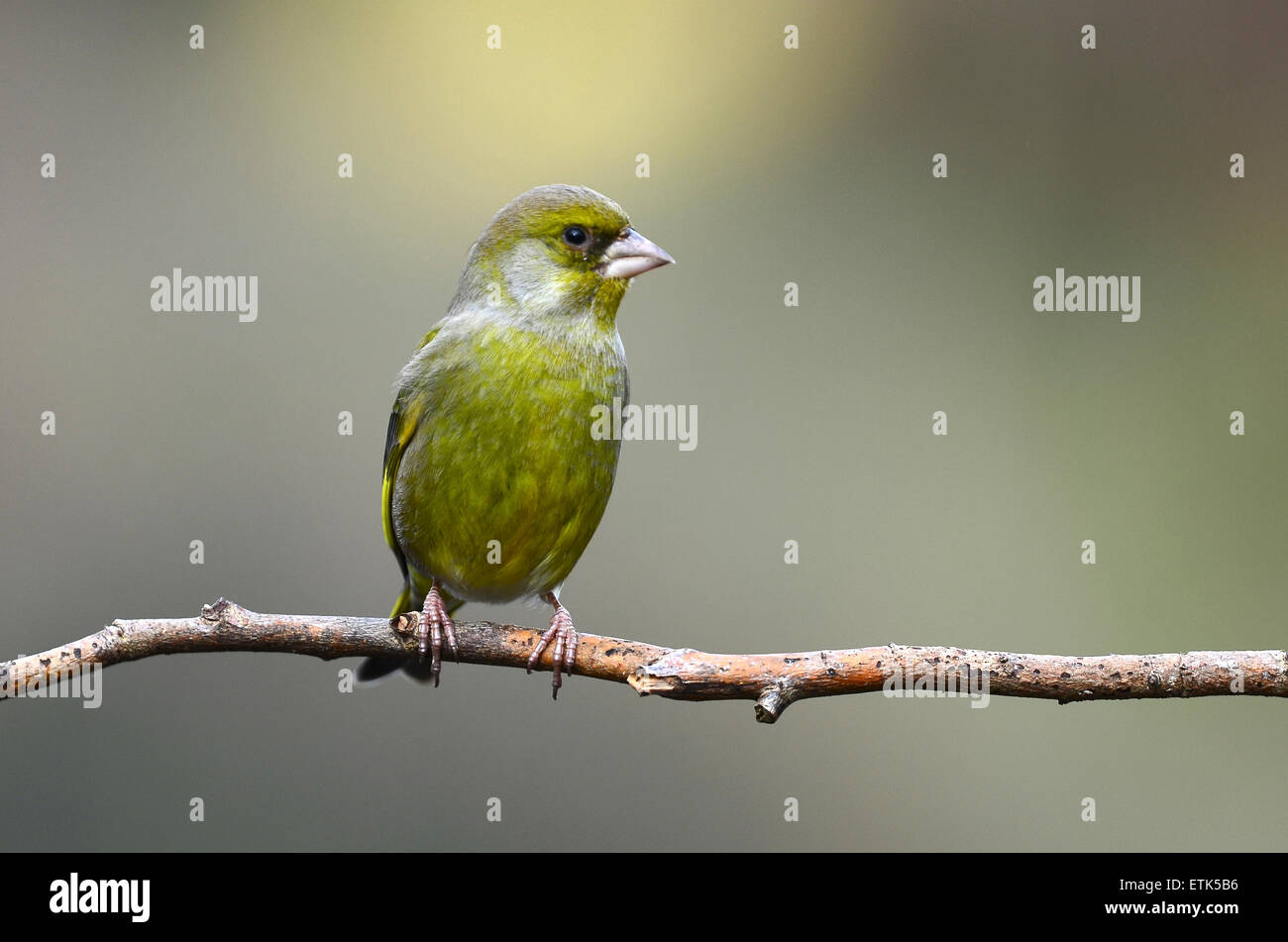 Common greenfinches hi-res stock photography and images - Alamy