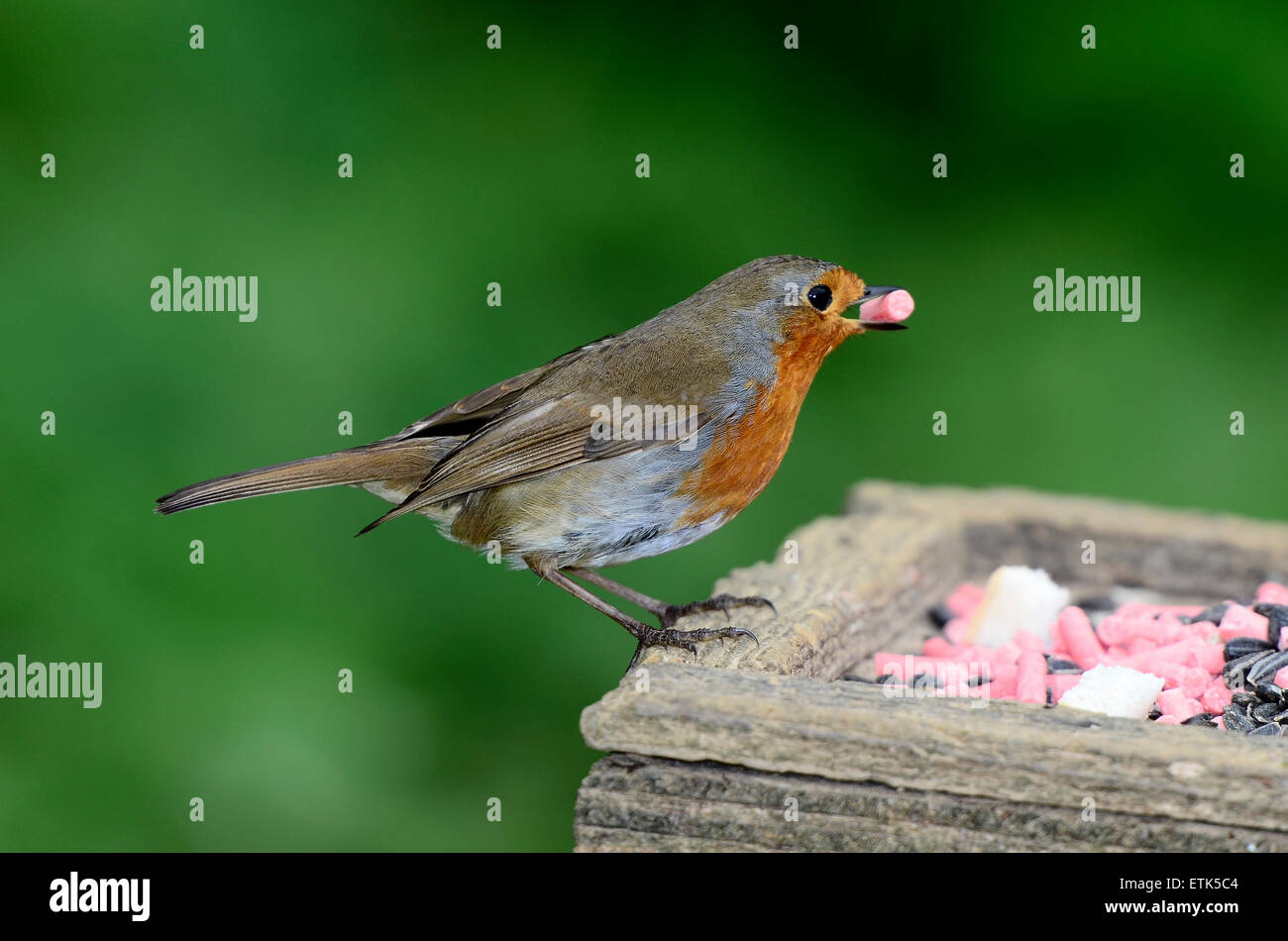 Robin Bird Table High Resolution Stock Photography and Images - Alamy