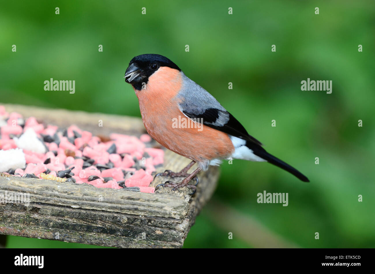 Bull finches hi-res stock photography and images - Alamy