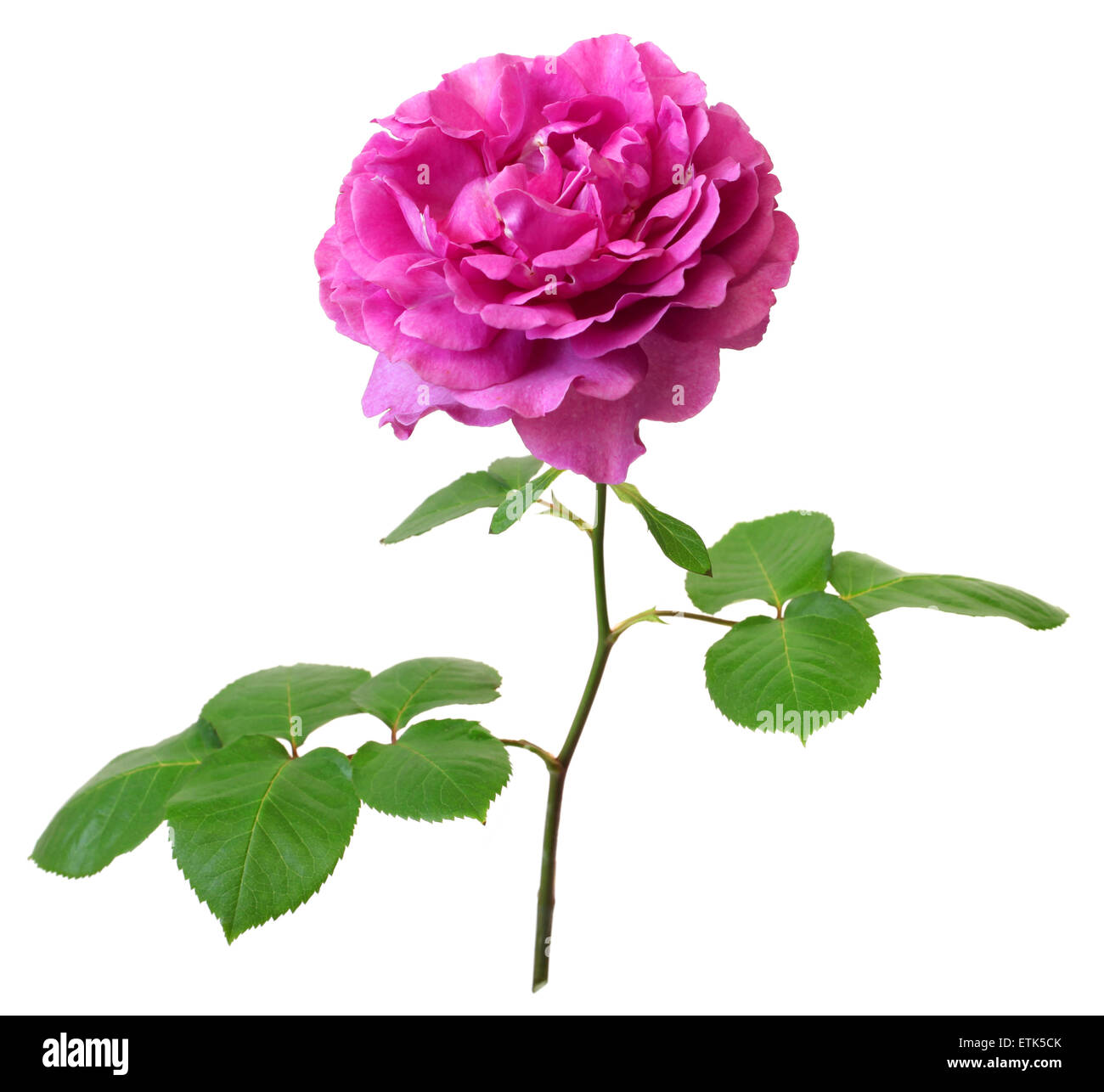 Yves piaget rose hi-res stock photography and images - Alamy