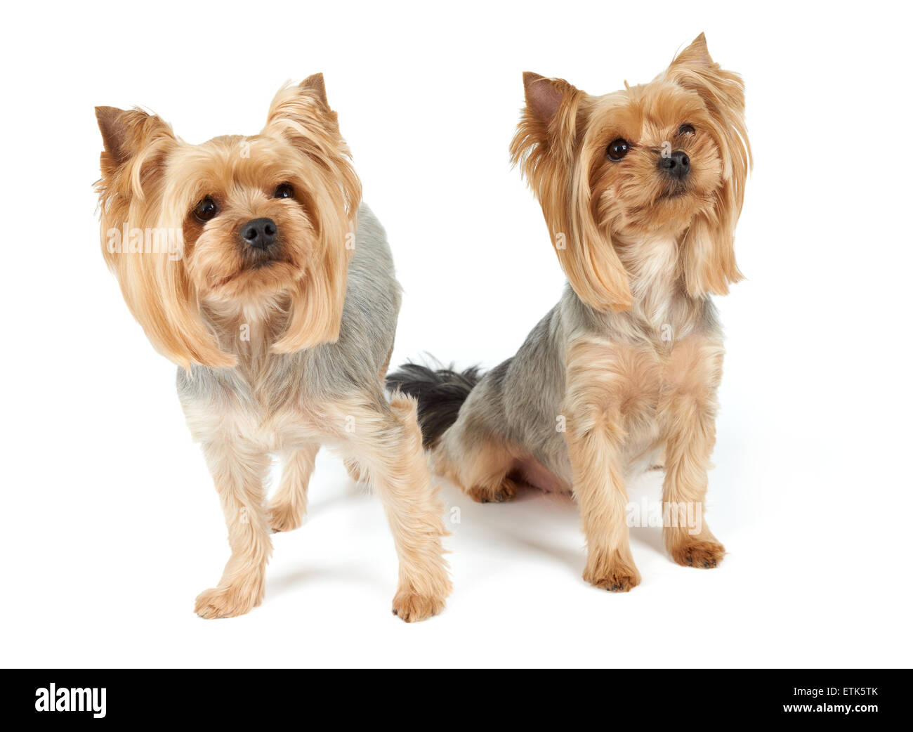 Two Yorkshire Terriers look up. Isolated on white Stock Photo - Alamy