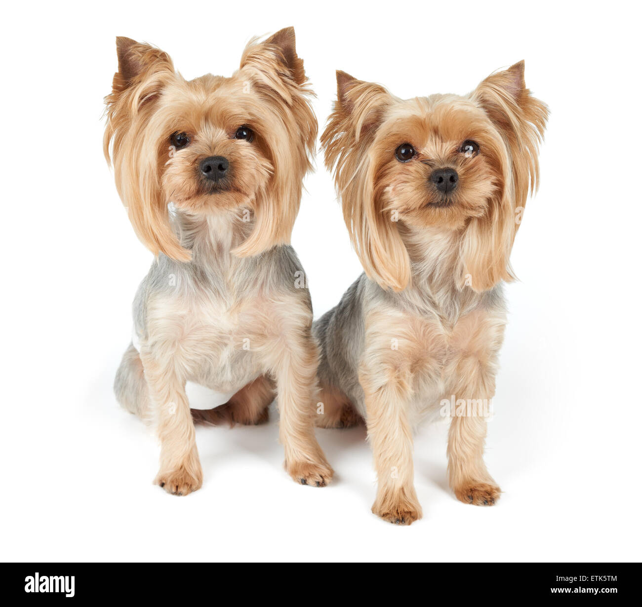 Two Yorkshire Terriers after grooming isolated on white Stock Photo - Alamy