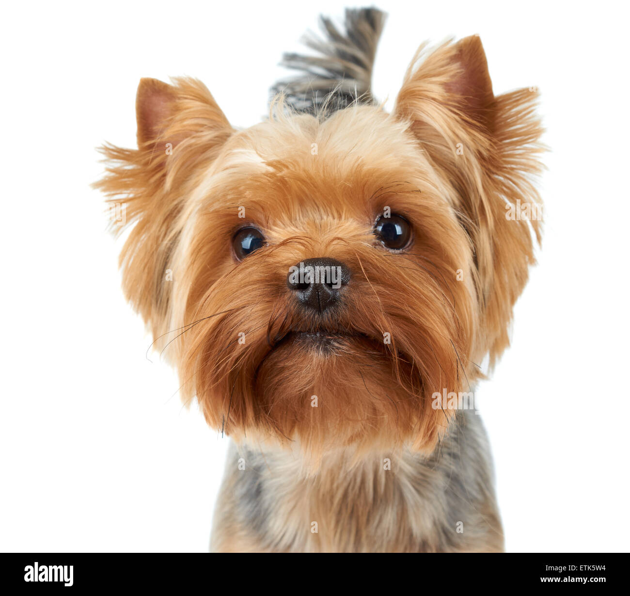Portrait of the Yorkshire Terrier with shiny nose over white Stock ...