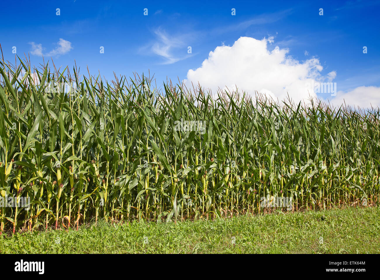 Corn field under blue sky with some fluffy clouds Stock Photo - Alamy