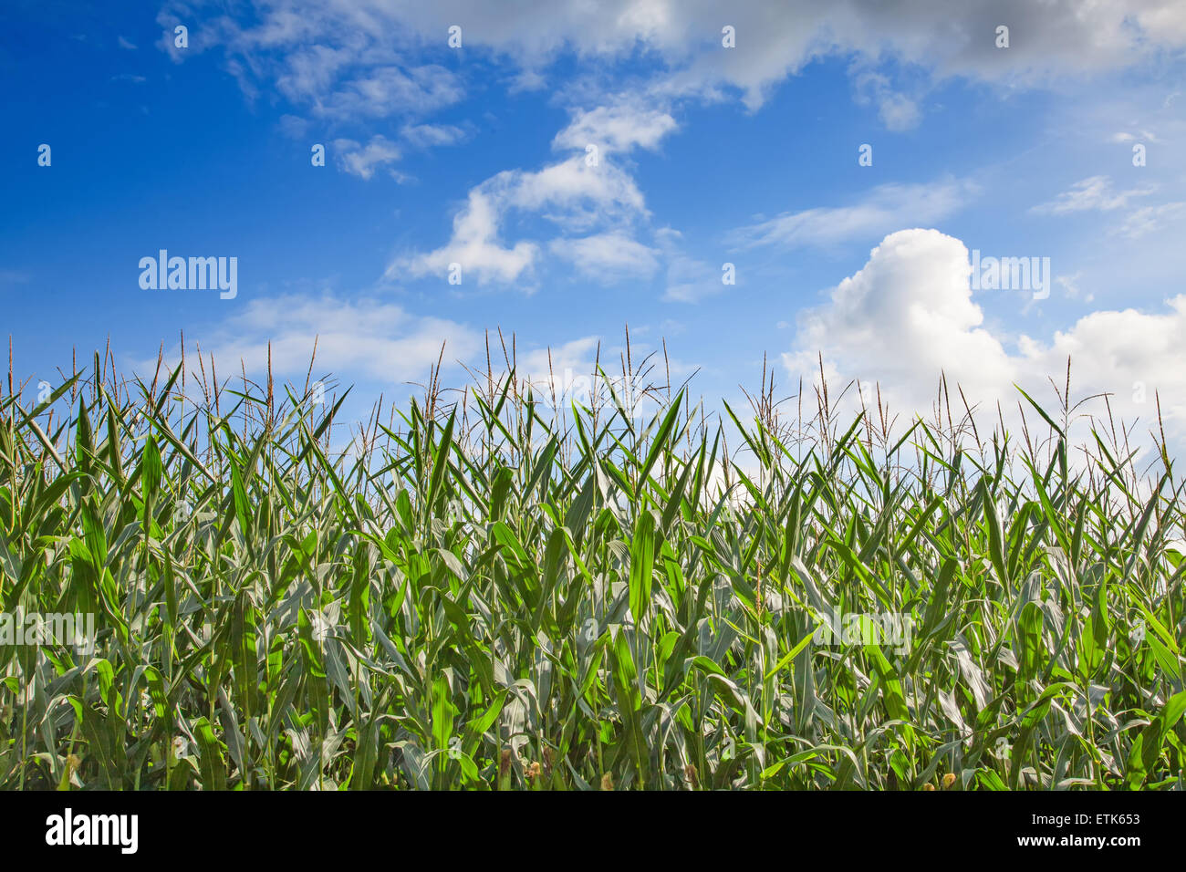 Corn field under blue sky with some fluffy clouds Stock Photo - Alamy