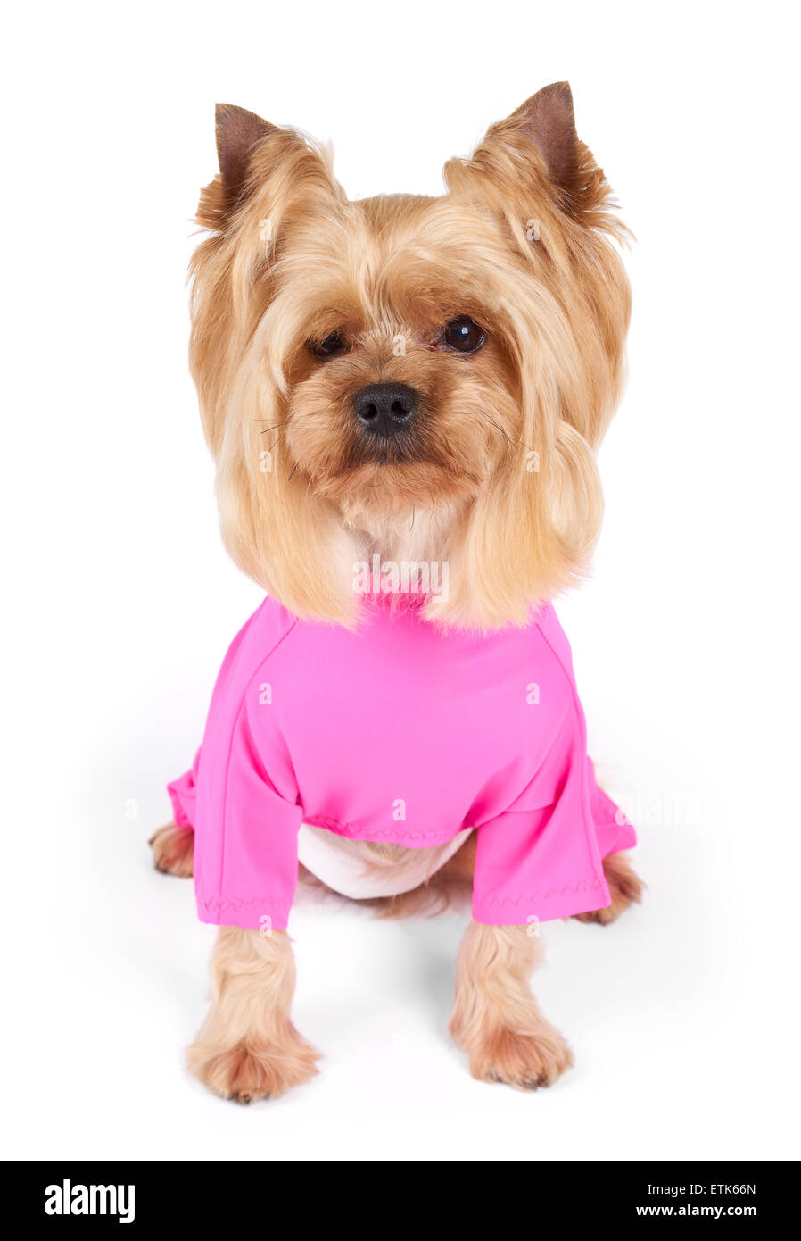 One Yorkshire Terrier in pink overalls with pet diapers sits on white ...