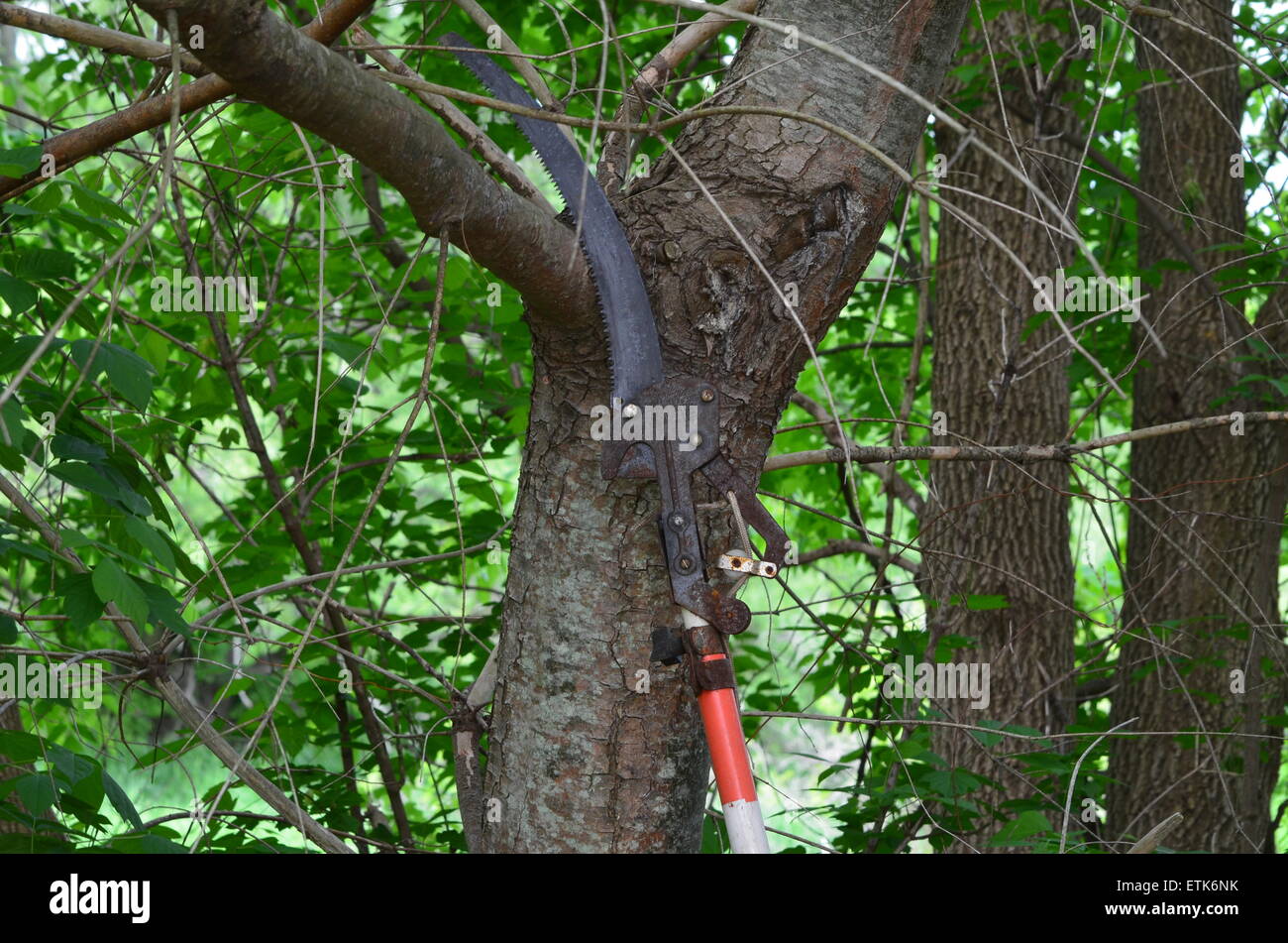 Cutting tree limb hi-res stock photography and images - Alamy