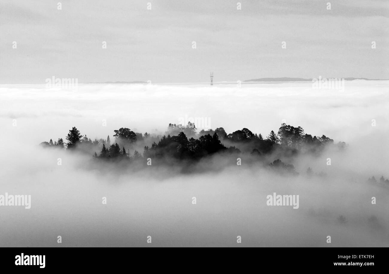 Forest peeking above San Francisco Bay Area fog layer Stock Photo - Alamy