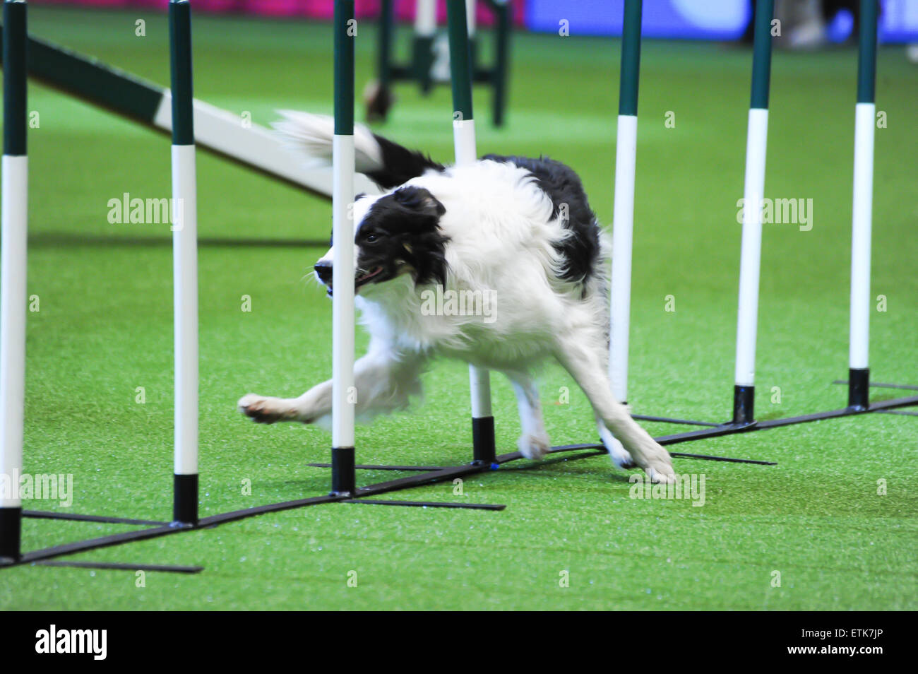 Agility International Invitation Final Featuring: Alan Short, Give It ...