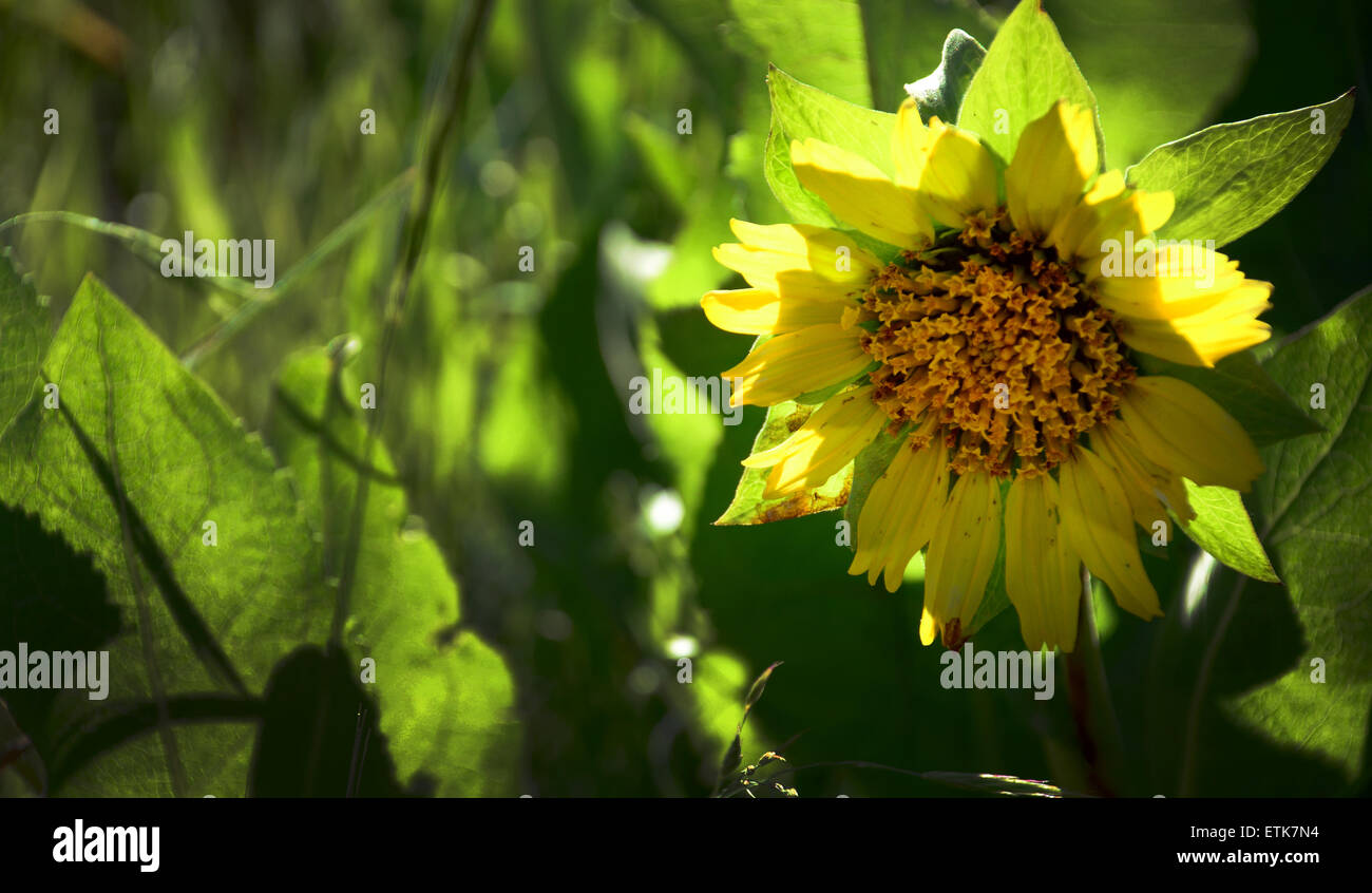 Mule ears wildflower, Mt. Tamalpais State Park, California Stock Photo ...