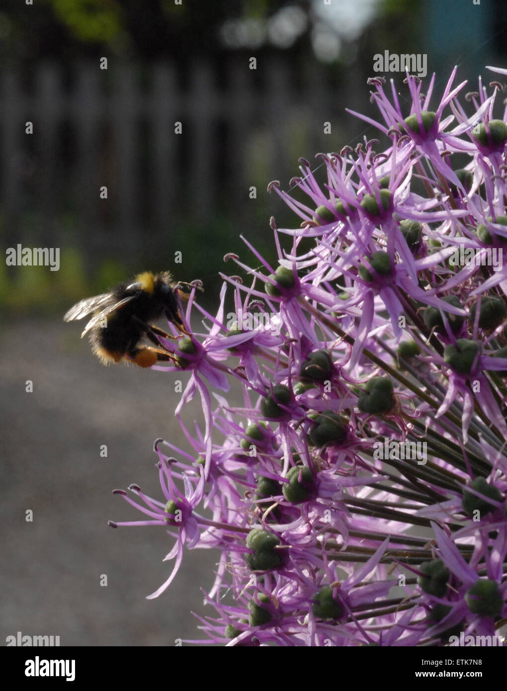 bee on allium Stock Photo - Alamy