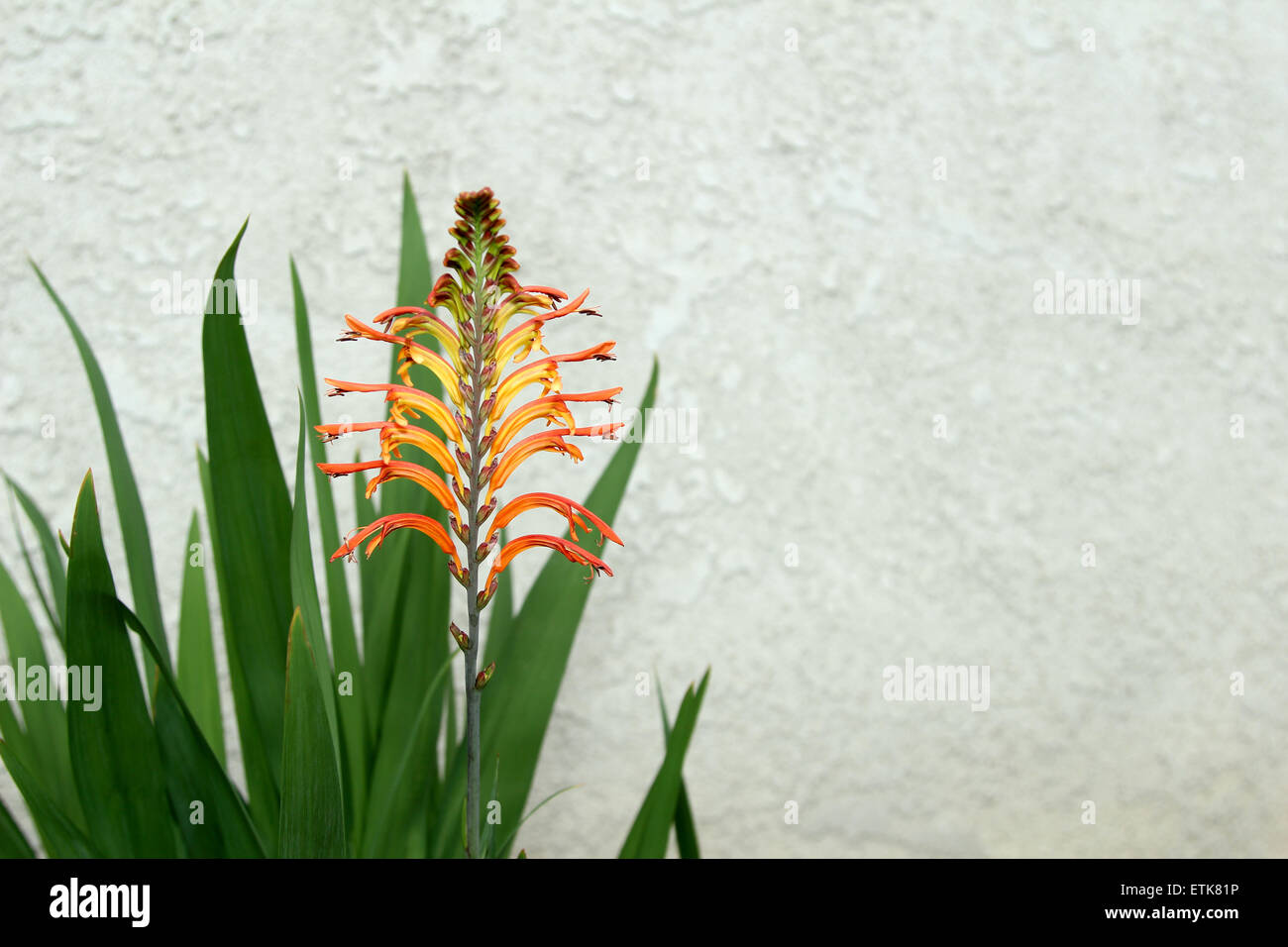Red flute flower on a succulent in Southern California Stock Photo - Alamy