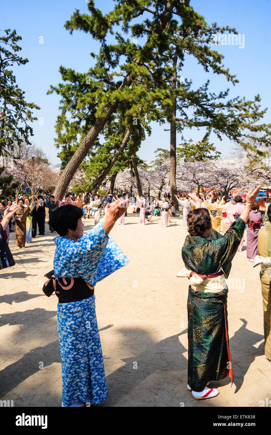 Senior women dressed in kimonos dancing a springtime cherry blossom ...