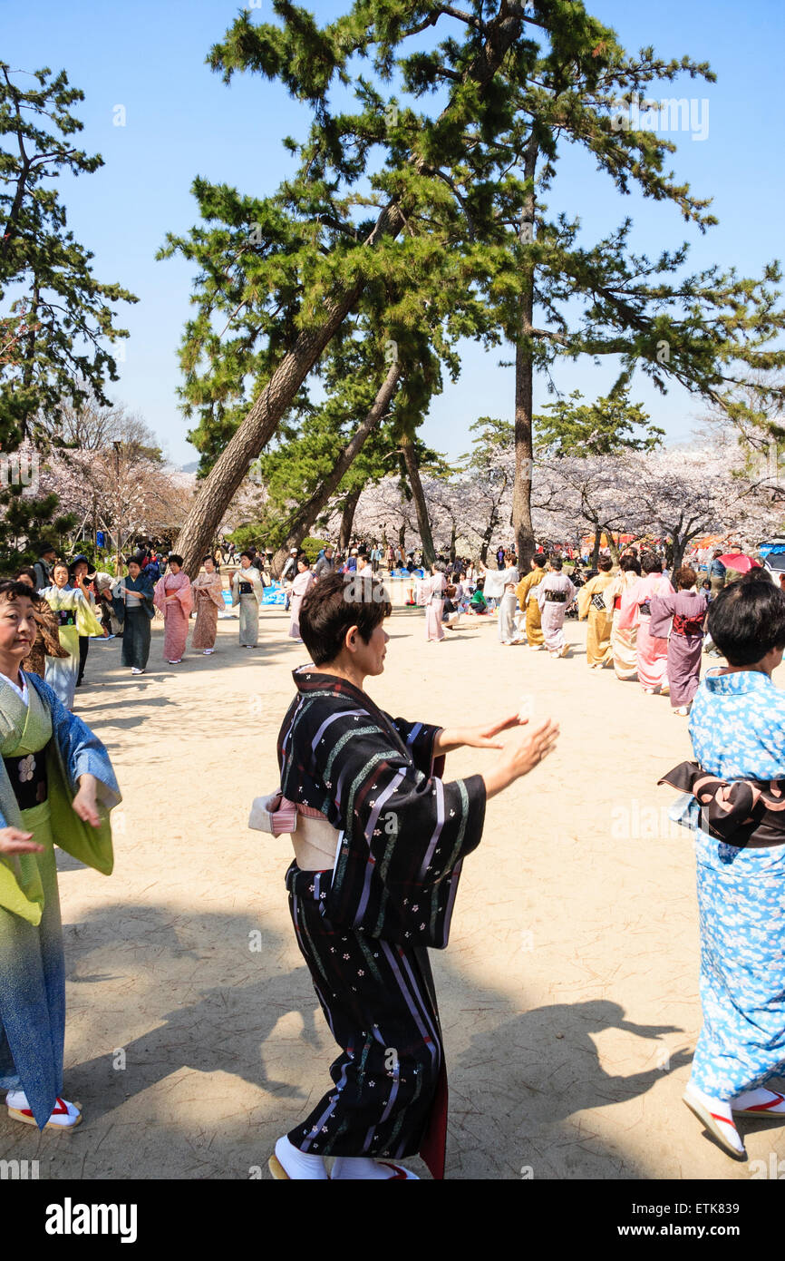 Senior women dressed in kimonos dancing a springtime cherry blossom ...