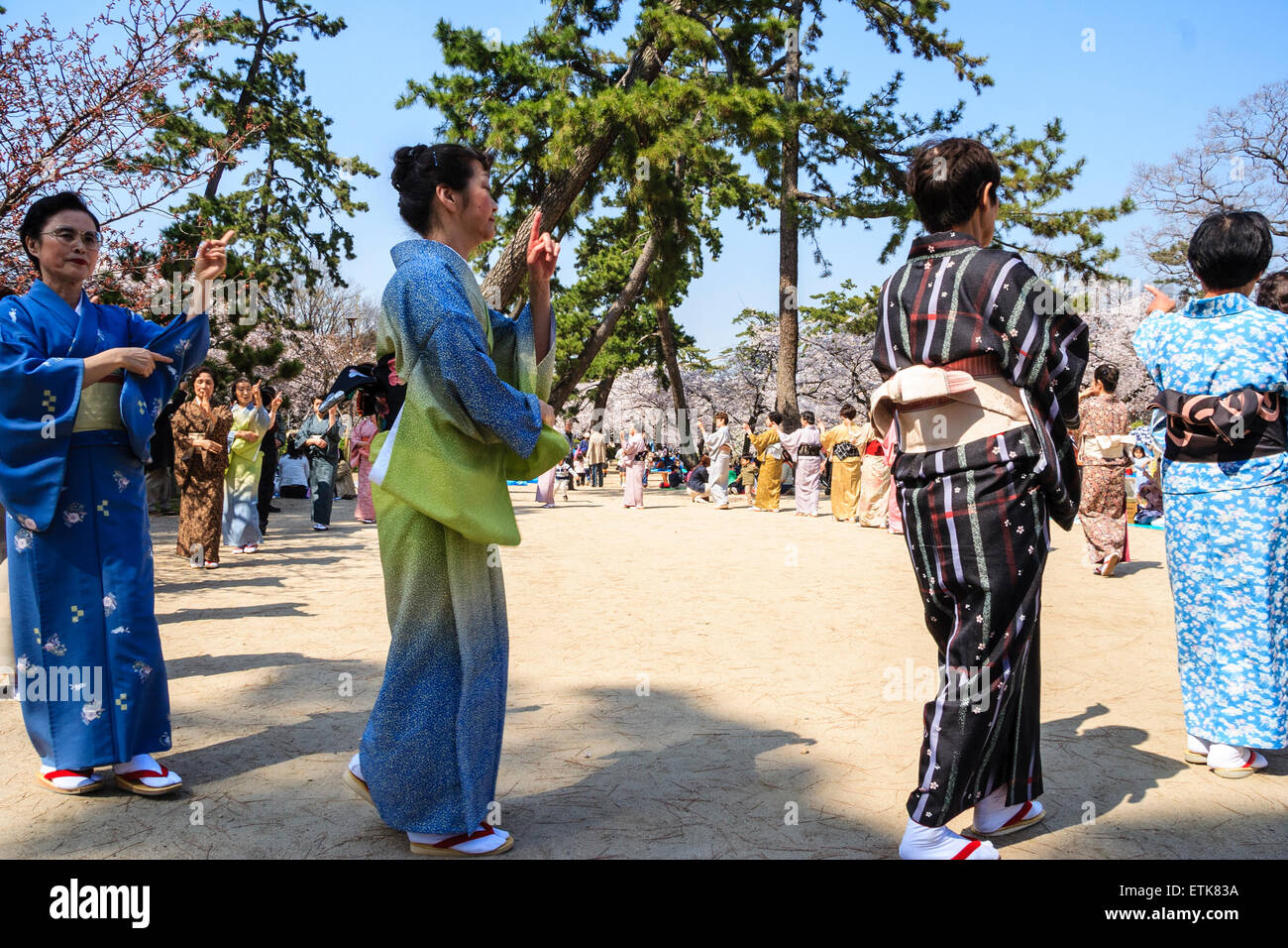 Senior women dressed in kimonos dancing a springtime cherry blossom ...