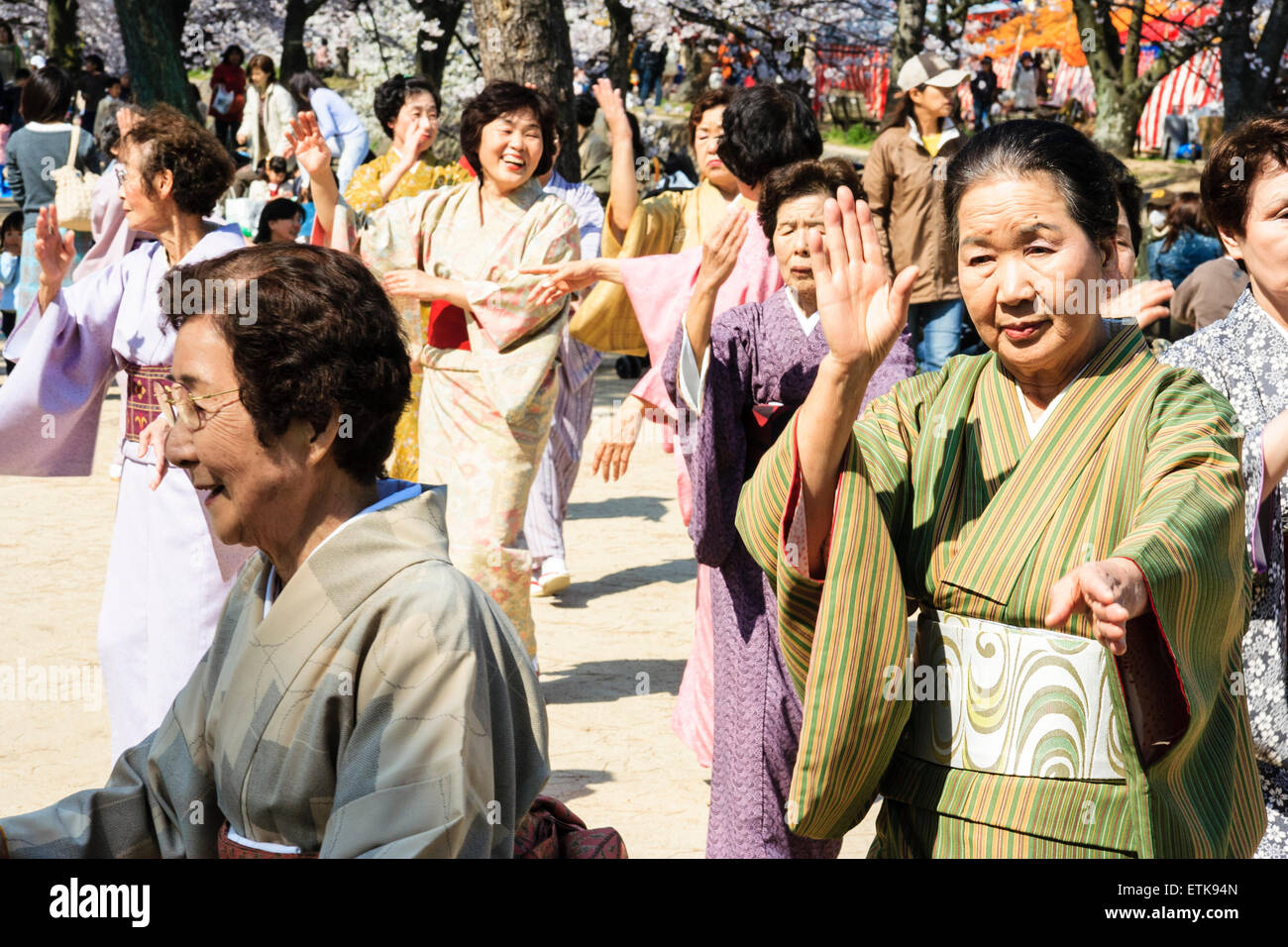 Senior women dressed in kimonos dancing a springtime cherry blossom ...