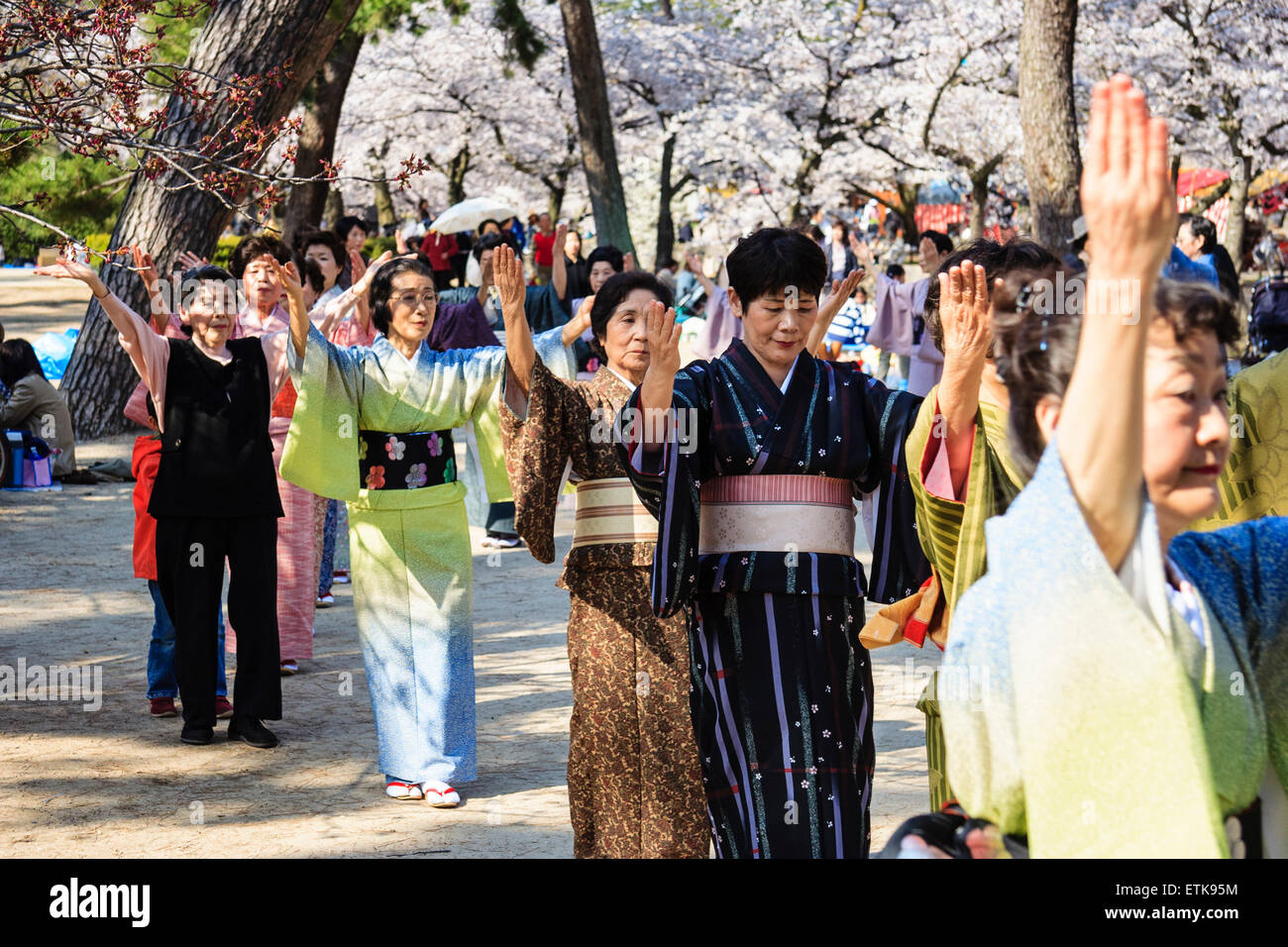 Close up of senior women dressed in kimonos dancing a springtime cherry ...