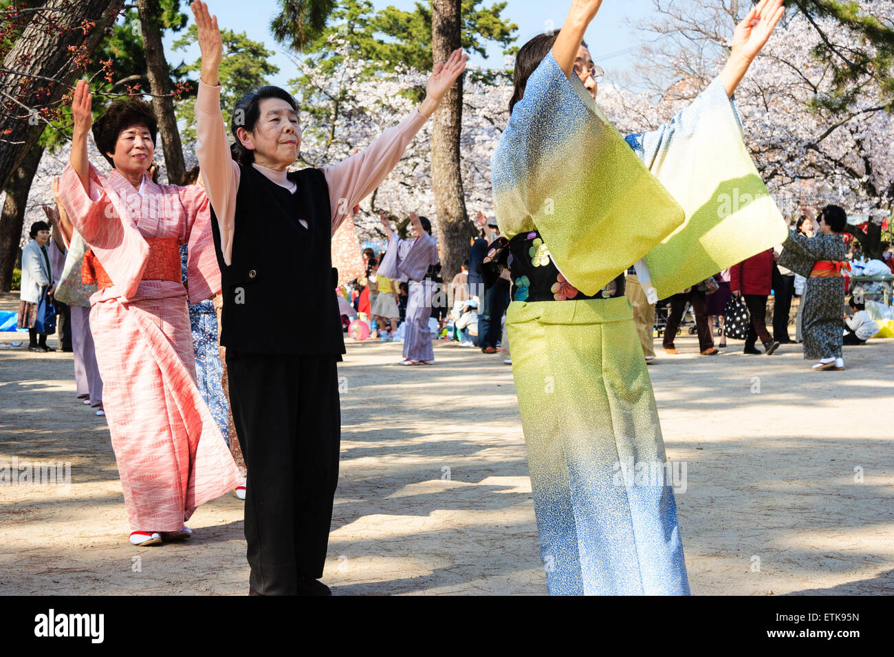 Senior women dressed in kimonos dancing a springtime cherry blossom ...