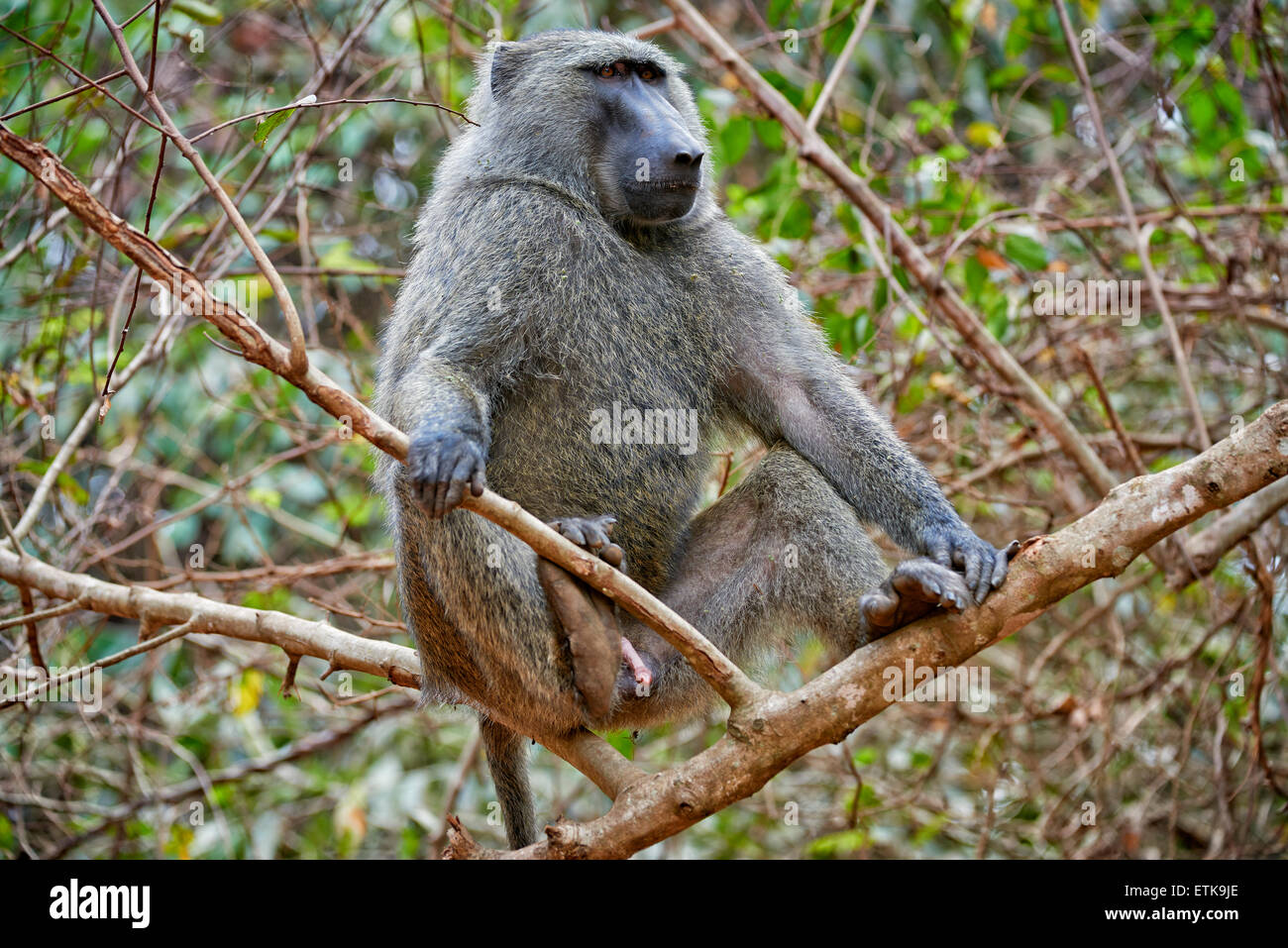 strong male Olive baboon (Papio anubis), Budongo Forest, Murchison ...