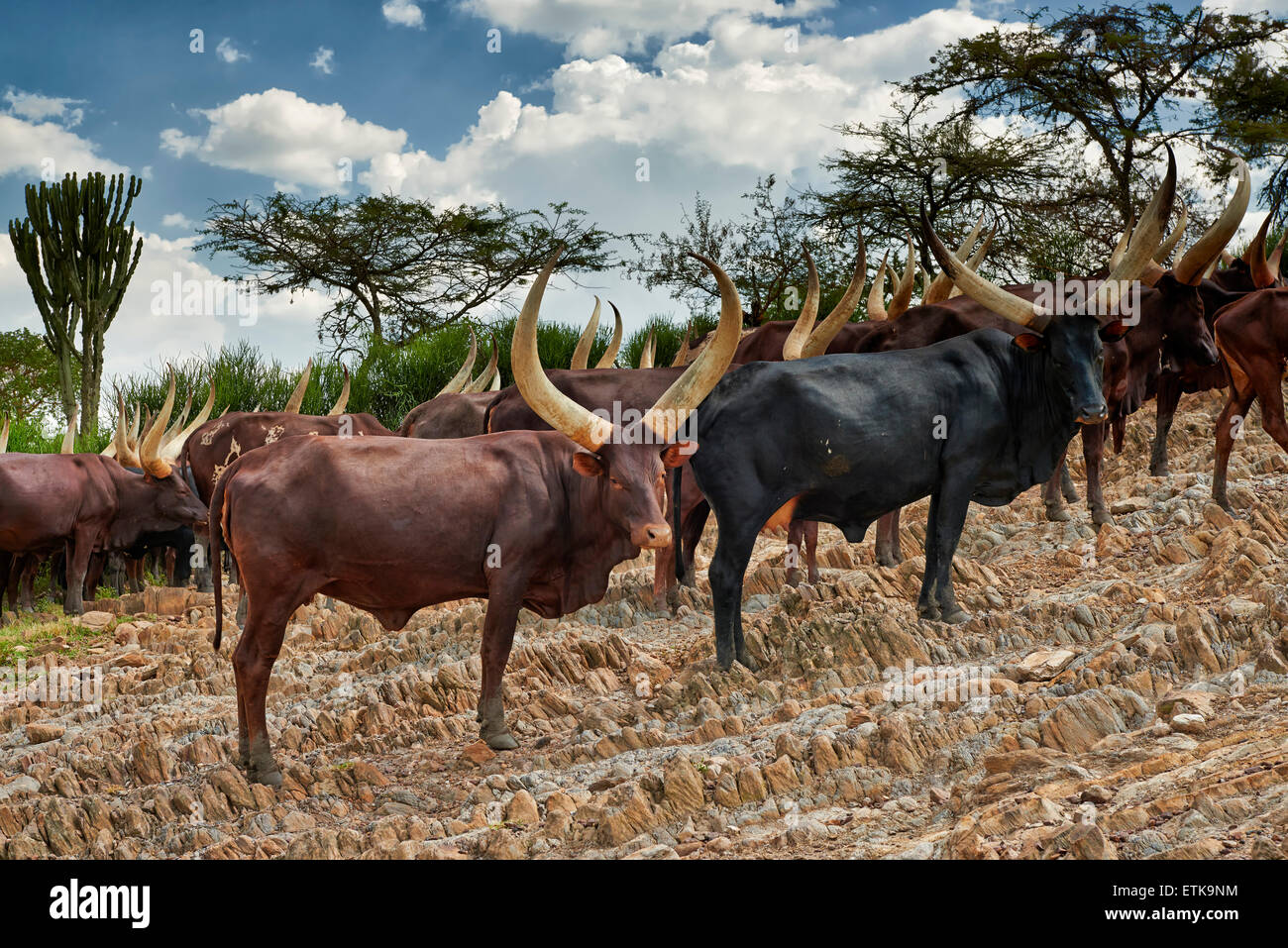 Watusi ankole cattle watussirind hi-res stock photography and images ...