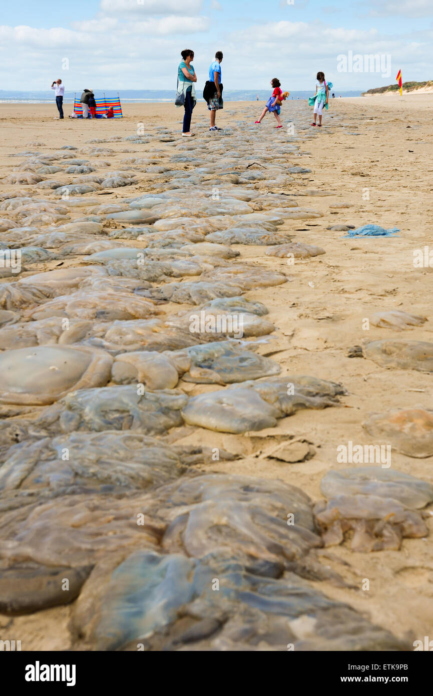 South Wales, UK, Sunday 14th June 2015. Thousands of jellyfish are ...