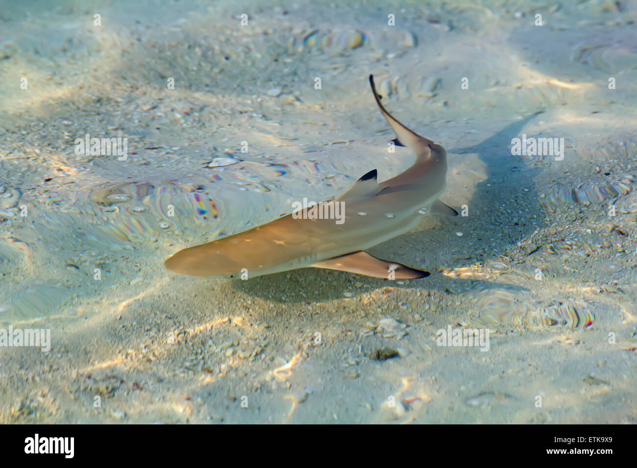 Fish shoal thailand reef shark hi-res stock photography and images - Alamy