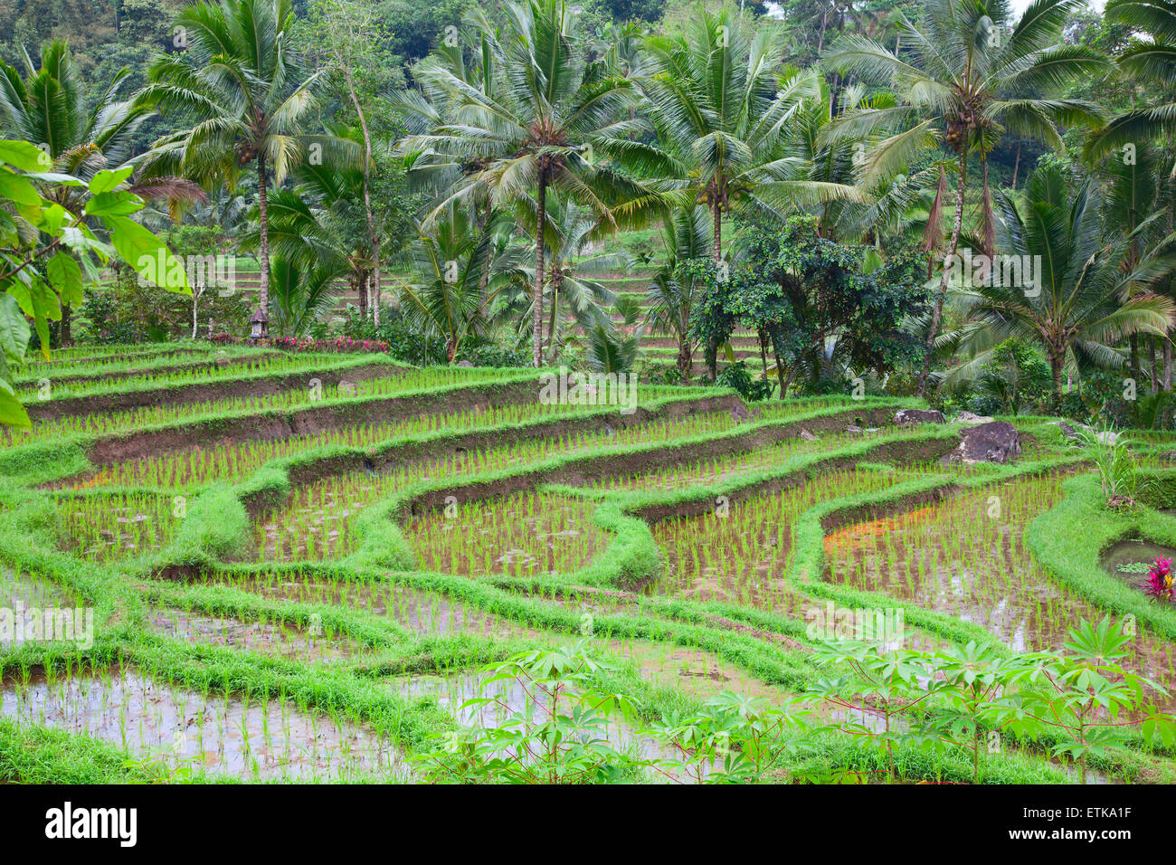 Rice fields, prepared for rice. Bali, Indonesia Stock Photo - Alamy