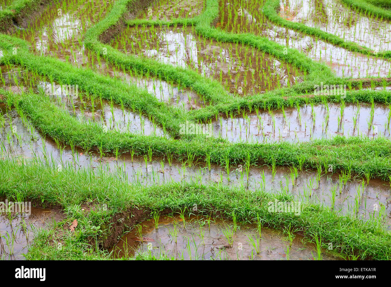 Japan rice field water management hi-res stock photography and images ...