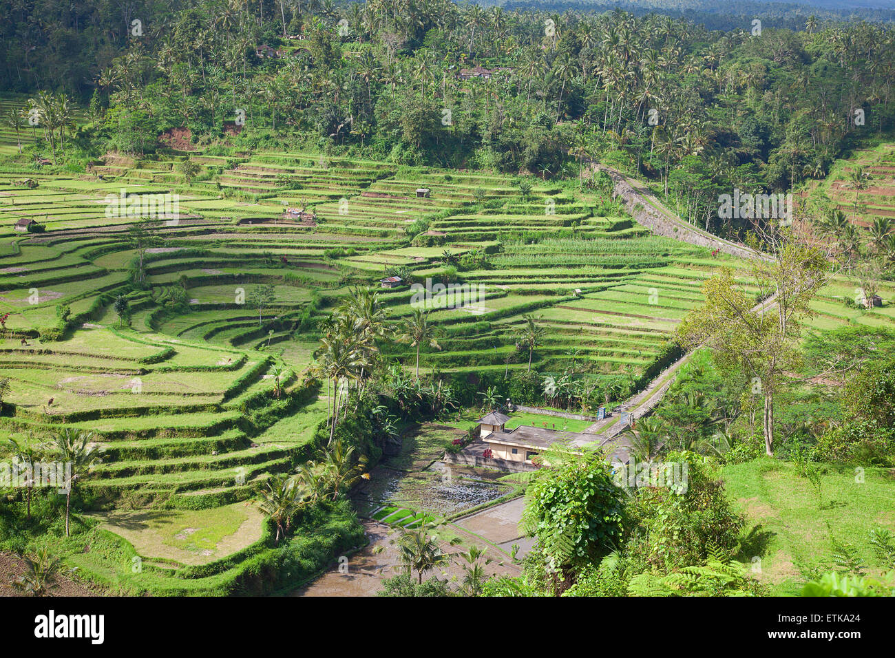 Rice fields, prepared for rice. Bali, Indonesia Stock Photo - Alamy