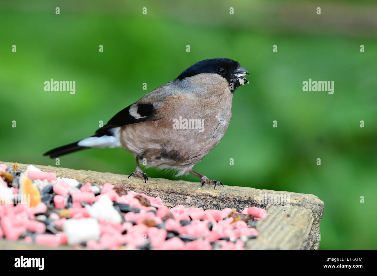 Eurasian bull finch hi-res stock photography and images - Alamy