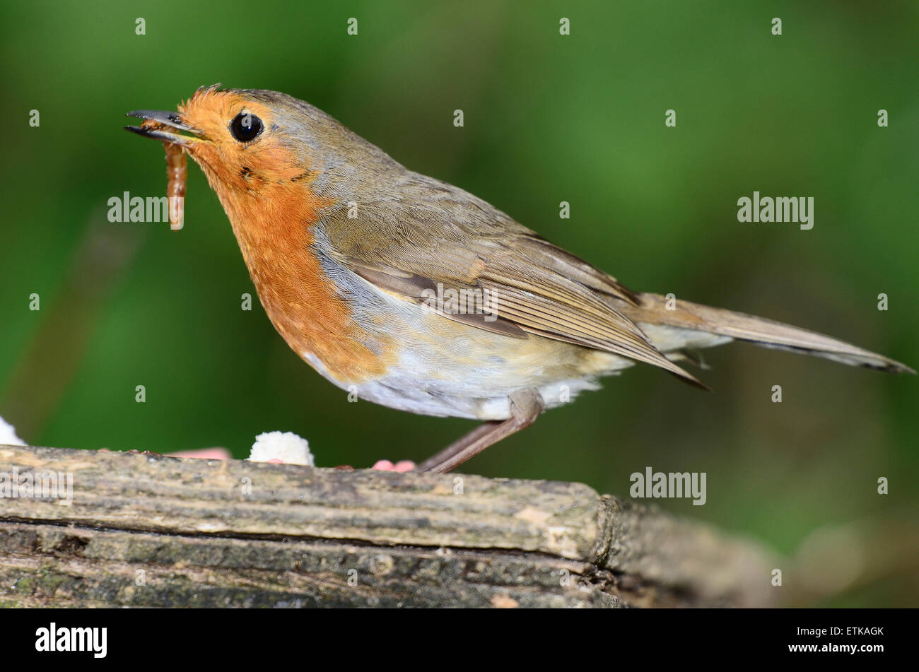 Robin Bird Table High Resolution Stock Photography and Images - Alamy