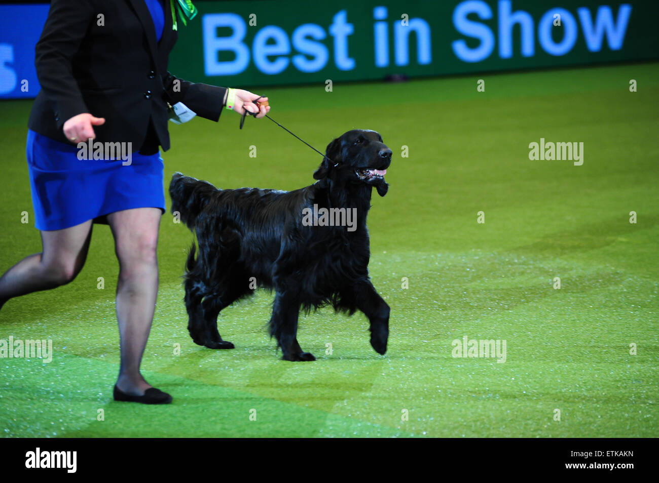 Crufts held at the Birmingham NEC - Day 4 Crufts Best in Show 2015 ...