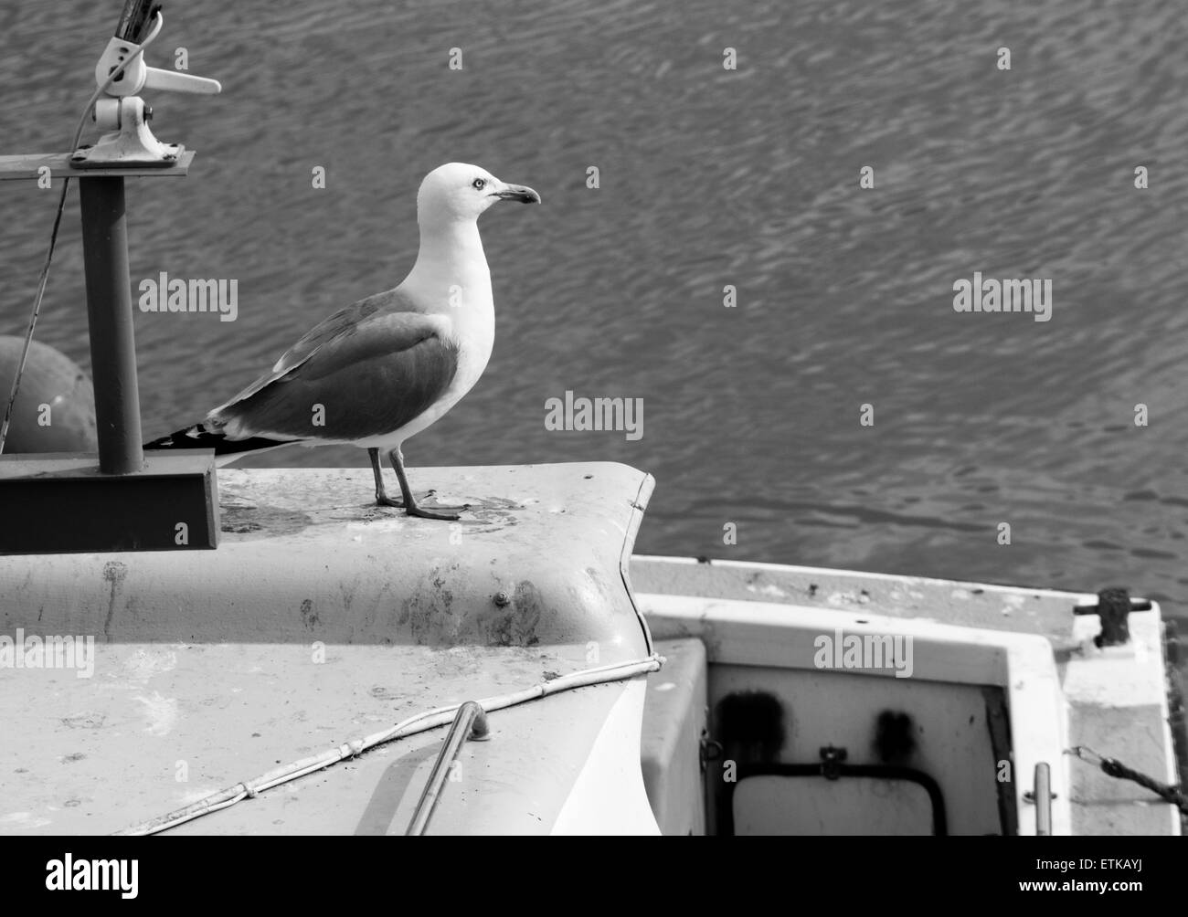 Black and white seagull hi-res stock photography and images - Alamy