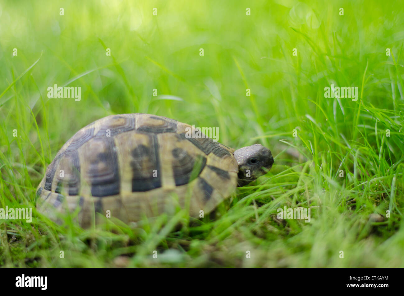 Turtle running through grass Stock Photo - Alamy