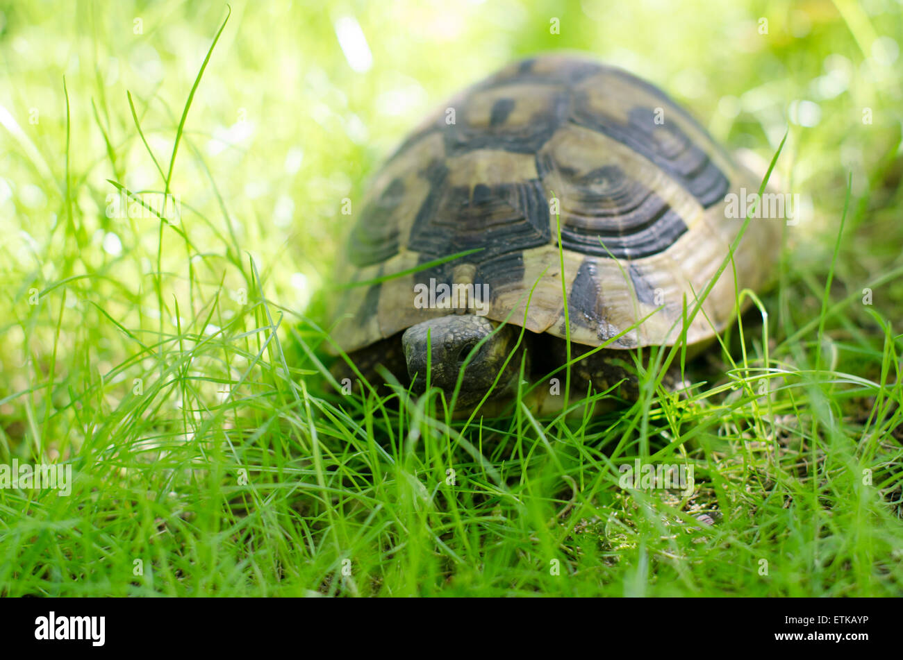 Turtle running through grass Stock Photo - Alamy