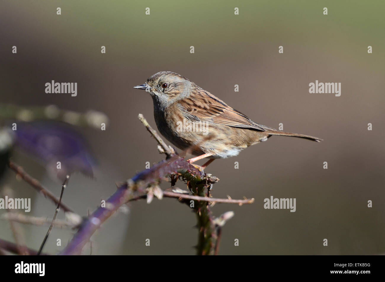 Bramble bird hi-res stock photography and images - Alamy