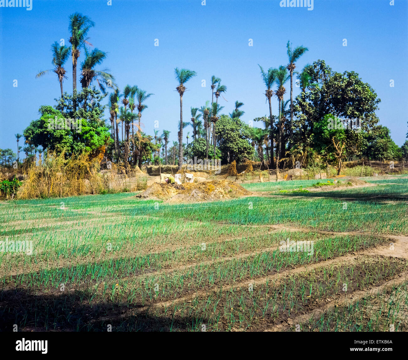 Rice paddy field, Gambia, West Africa Stock Photo - Alamy