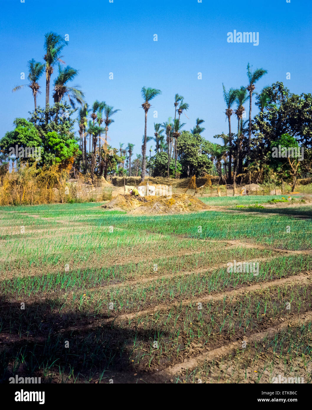 Rice paddy field, Gambia, West Africa Stock Photo - Alamy