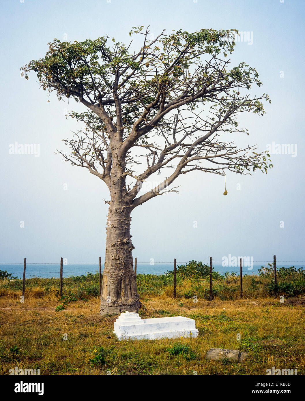 Single Muslim grave and baobab tree, Adansonia digitata, Gambia, West ...