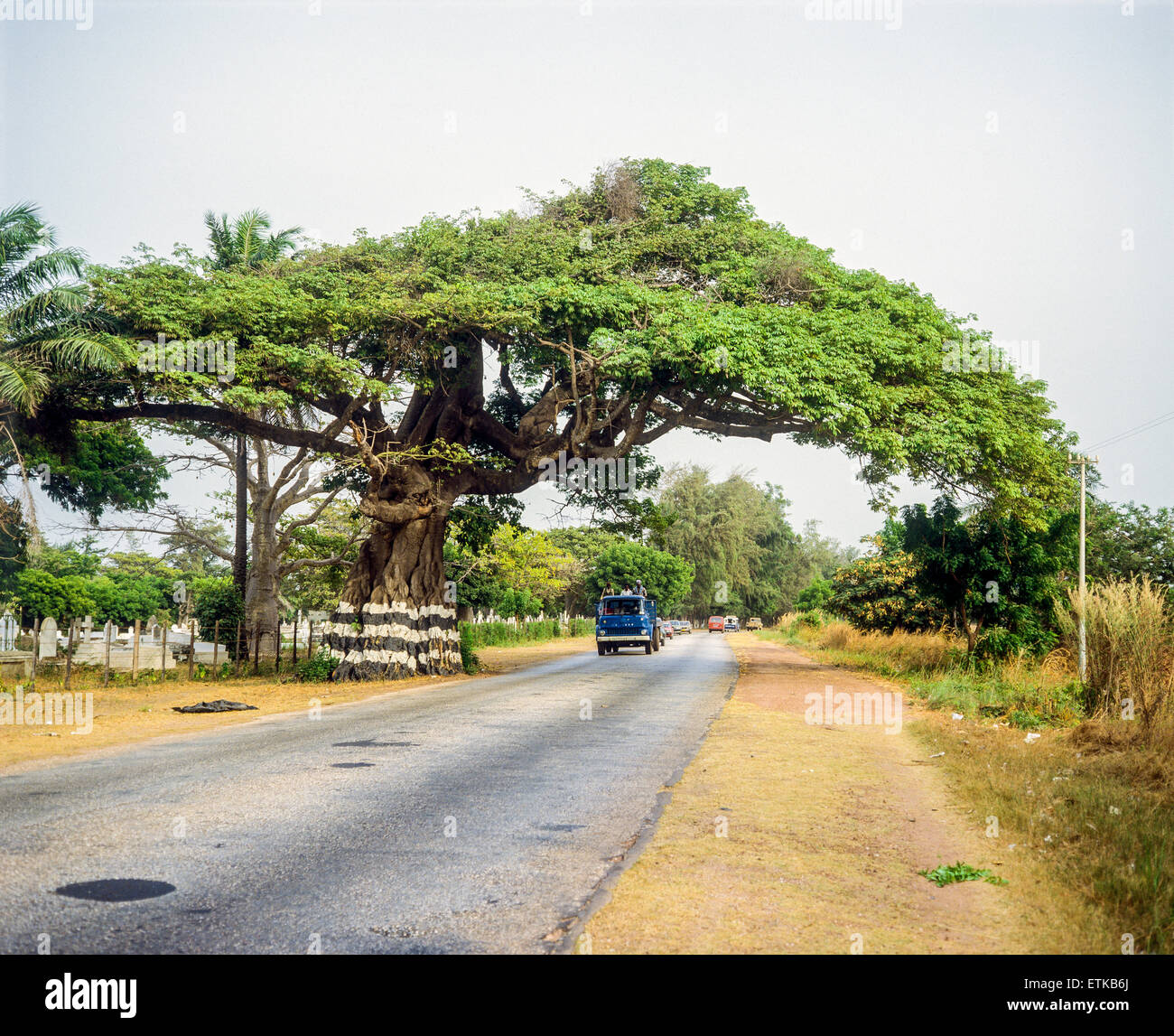 Flamboyant tree overhanging country road, Gambia, West Africa Stock ...