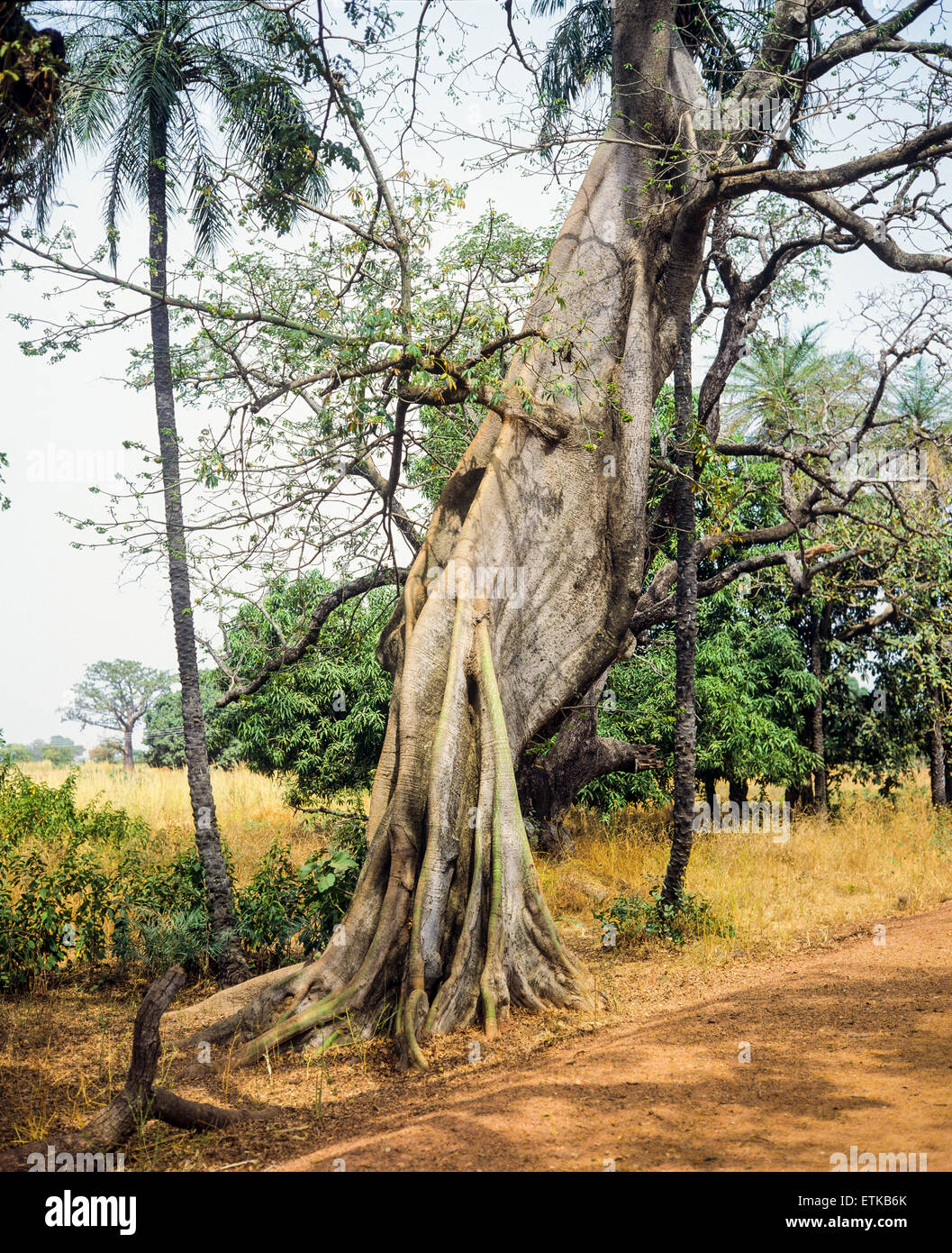 Trunk tree, Gambia, West Africa Stock Photo - Alamy