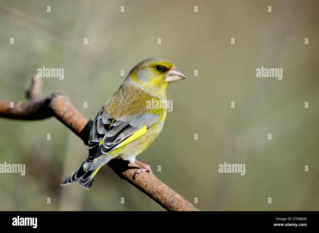 Common greenfinches hi-res stock photography and images - Alamy
