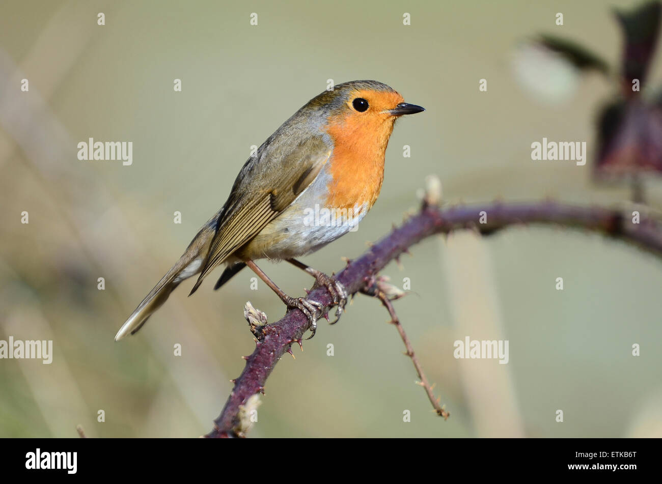 Robin bird uk hi-res stock photography and images - Alamy