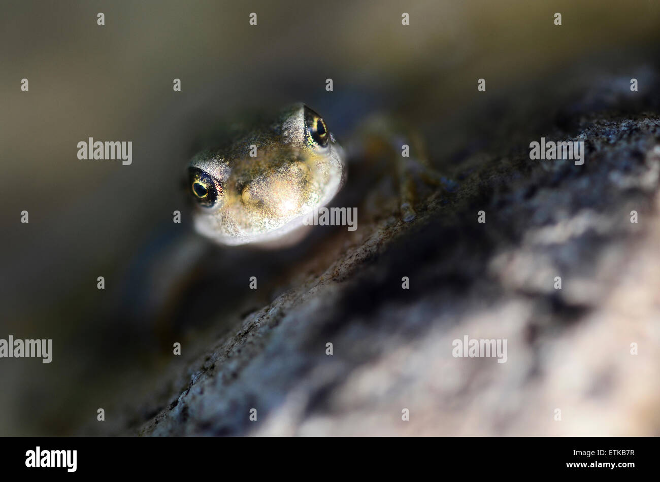 Frog baby hi-res stock photography and images - Alamy