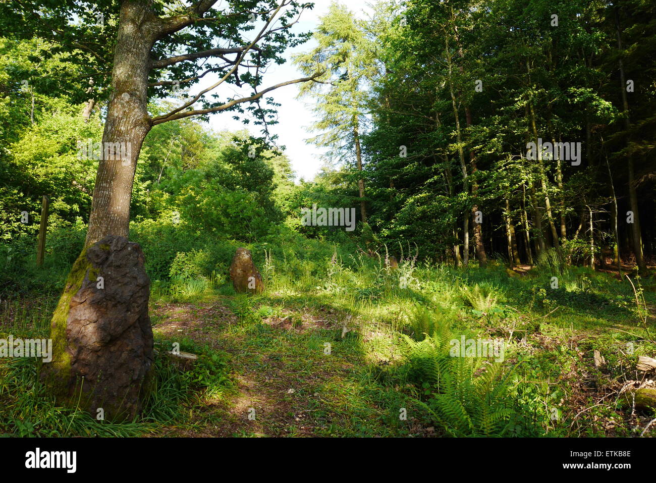 Rempstone Stone Circle, near Corfe Castle, Isle of Purbeck, Dorset ...
