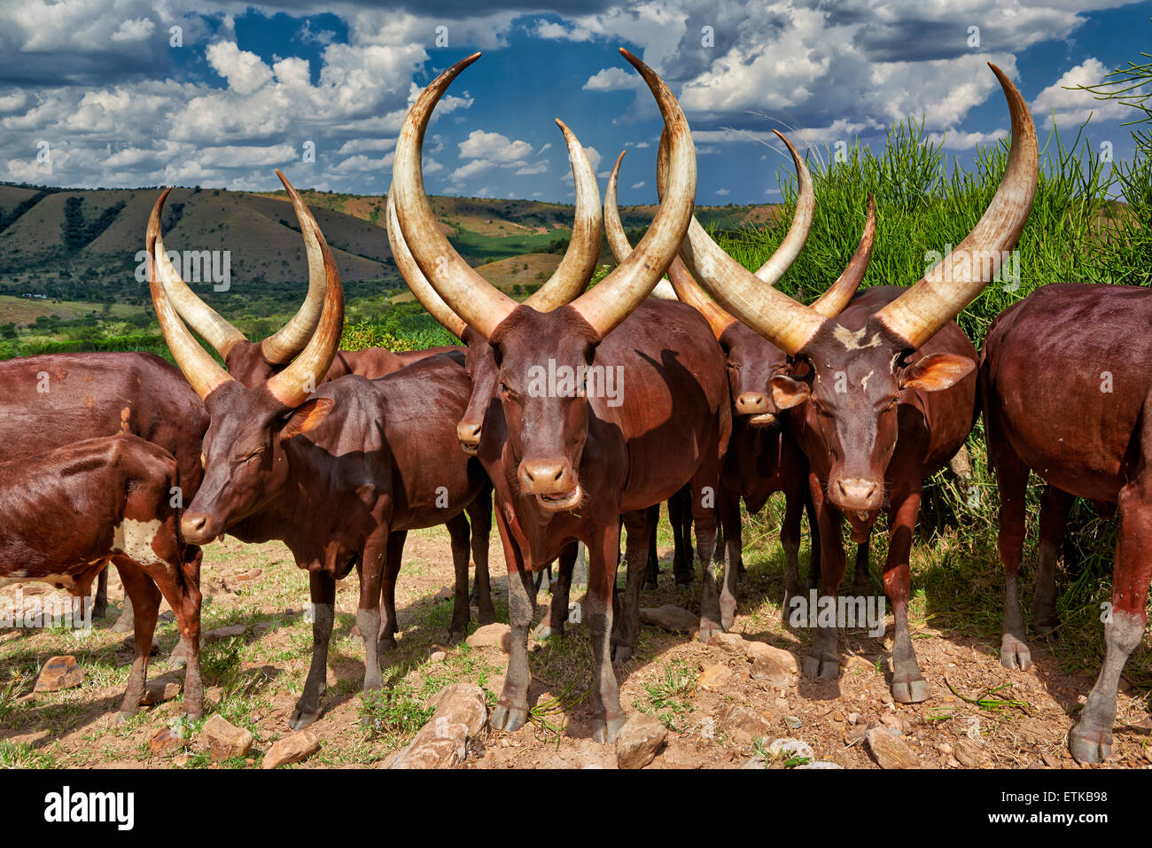 Watusi ankole cattle watussirind hi-res stock photography and images ...