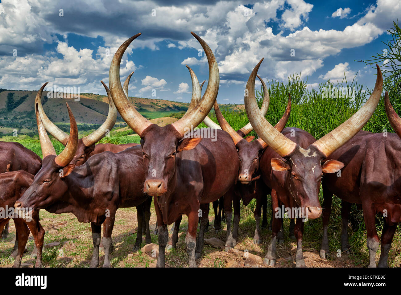 Ankole watusi longhorn cattle hi-res stock photography and images - Alamy