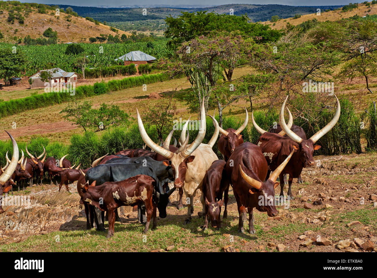 Watusi ankole cattle watussirind hi-res stock photography and images ...